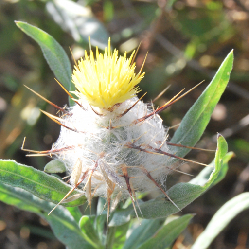 Woolly Star-Thistle (Centaurea Eriophora) Care Guide: Water, Soil ...