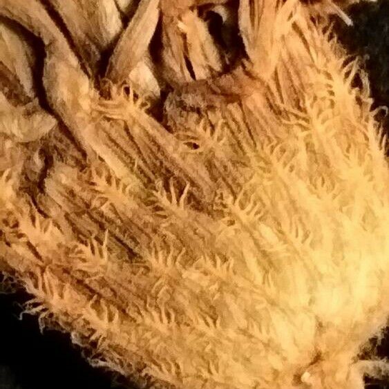 Centaurea Exarata Plant Care & How to Grow, Water