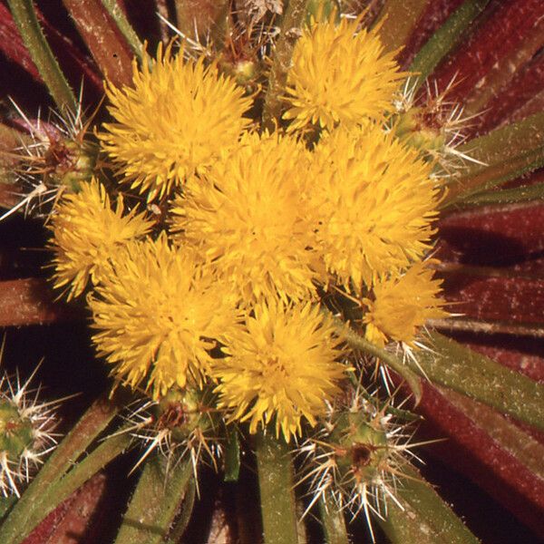 Centaurea Glomerata Care Guide: Water, Soil & Propagation - Plantiary