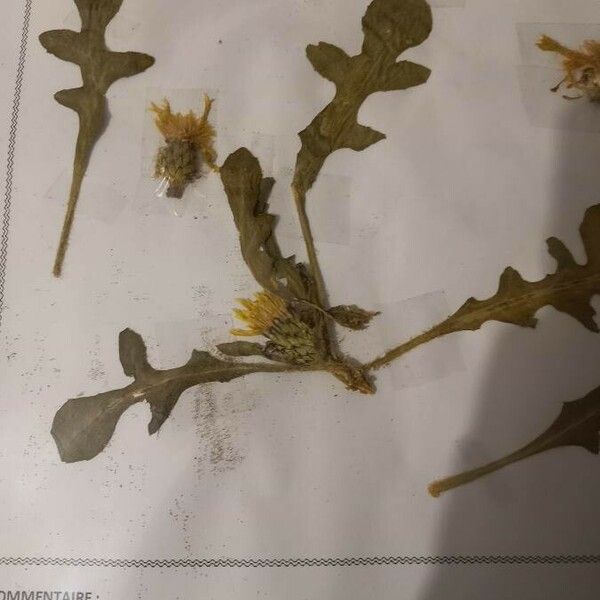 Centaurea Involucrata Care Guide: Water, Soil & Propagation - Plantiary