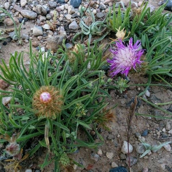 Centaurea Linifolia Care Guide: Water, Soil & Propagation - Plantiary