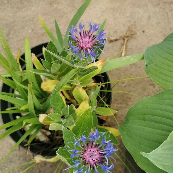 Centaurea × Livonica Care Guide: Water, Soil & Propagation - Plantiary