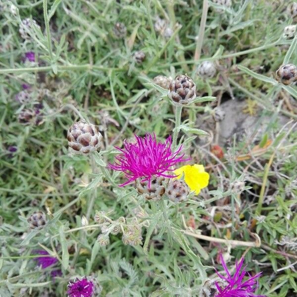 Spotted Knapweed (Centaurea Maculosa) Plant Care & How to Grow, Water