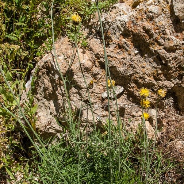 Centaurea Mannagettae Care Guide: Water, Soil & Propagation - Plantiary
