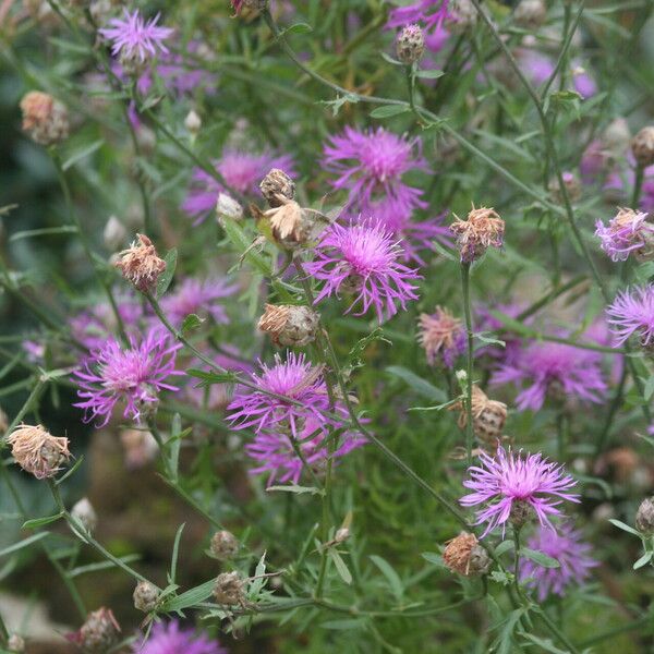 Centaurea Margaritacea Plant Care & How to Grow, Water