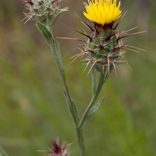 Maltese Centaury (Centaurea Melitensis) Plant Care & How to Grow, Water