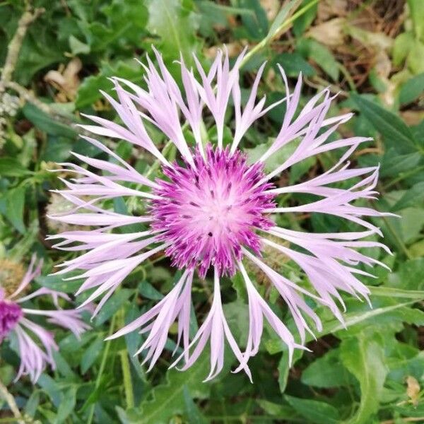 Centaurea Napifolia Plant Care & How to Grow, Water