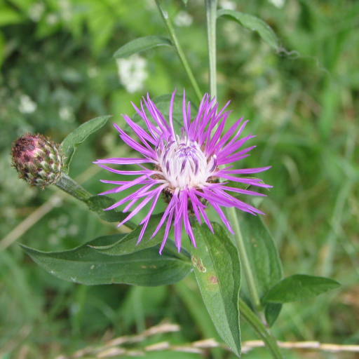 Tyrol Knapweed (Centaurea Nigrescens) Care Guide: Water, Soil ...