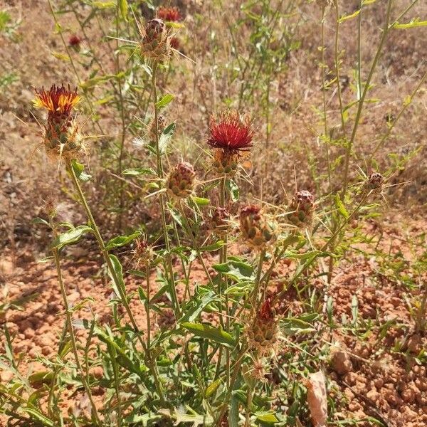 Glade Thorn (Centaurea Ornata) Care Guide: Water, Soil & Propagation ...