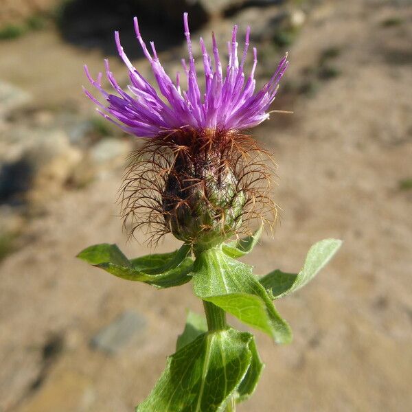 Pectinate Knapweed (Centaurea Pectinata) Plant Care & How to Grow, Water