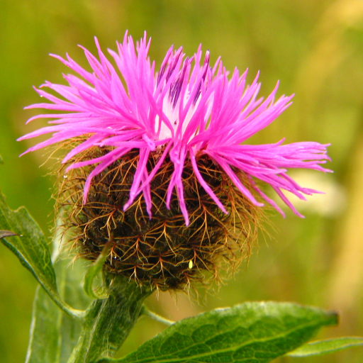 Wig Knapweed (Centaurea Phrygia) Plant Care & How to Grow, Water