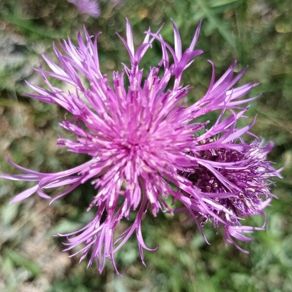 Centaurea Polyacantha Plant Care & How to Grow, Water