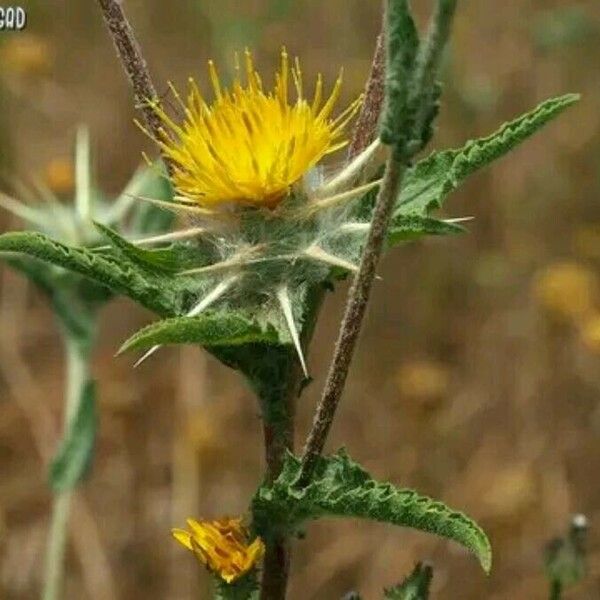 Centaurea Procurrens Care Guide: Water, Soil & Propagation - Plantiary