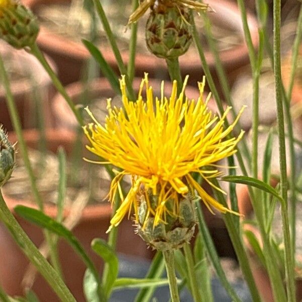 Centaurea Prolongi Care Guide: Water, Soil & Propagation - Plantiary