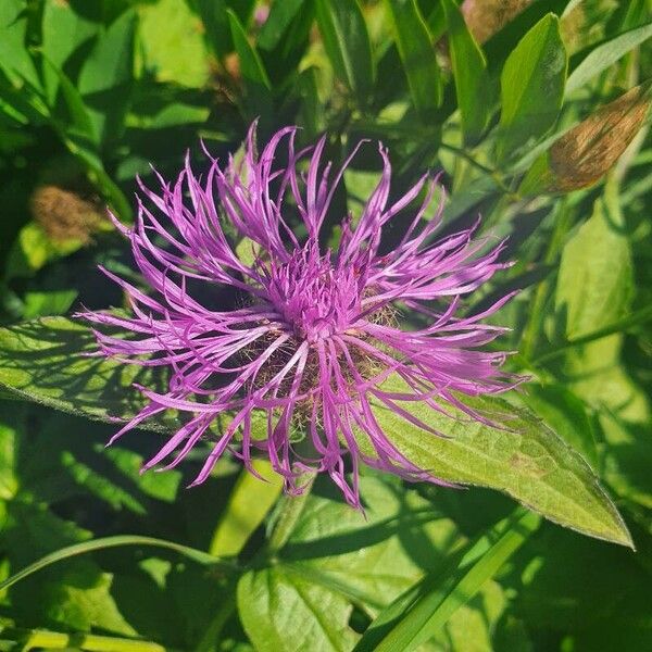 Centaurea Pseudophrygia Plant Care & How to Grow, Water