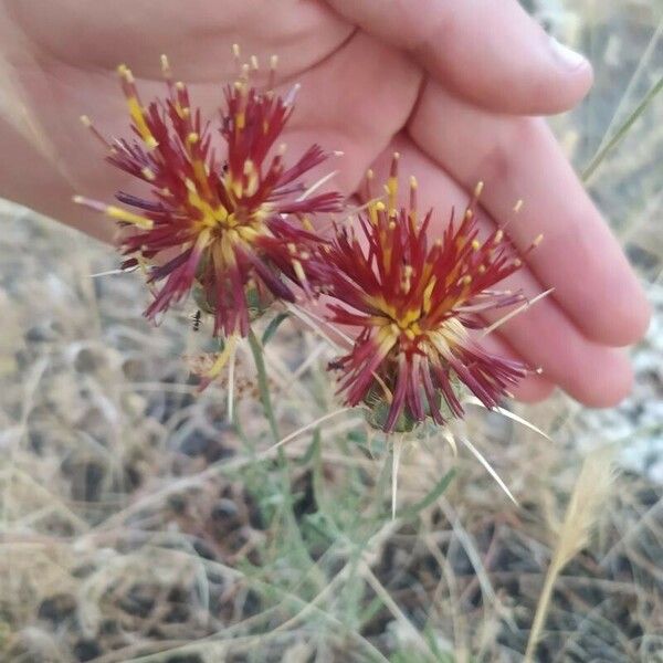 Centaurea Pubescens Plant Care & How to Grow, Water