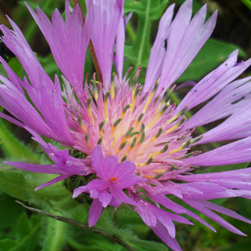 Purple Knapweed (Centaurea Pullata) Plant Care & How to Grow, Water