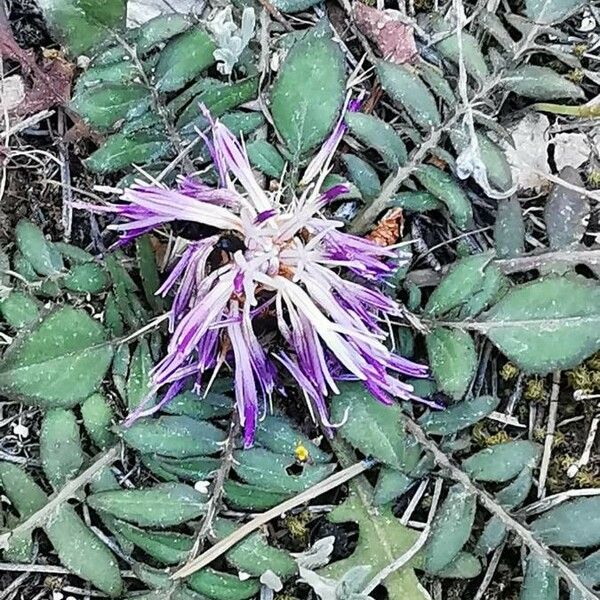 Centaurea Raphanina Plant Care & How to Grow, Water