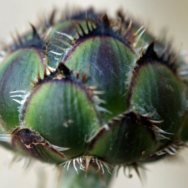Centaurea Redempta Plant Care & How to Grow, Water
