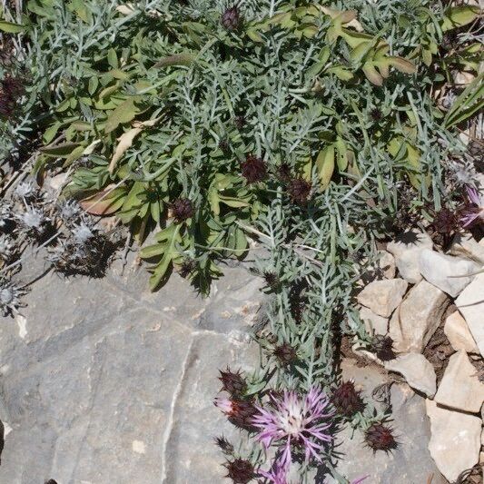 Centaurea Resupinata Care Guide: Water, Soil & Propagation - Plantiary