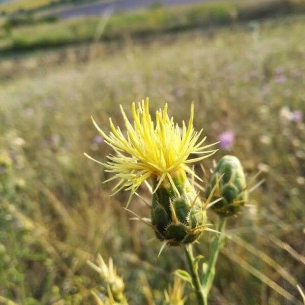 Yellow Knapweed (Centaurea Salonitana) Plant Care & How to Grow, Water