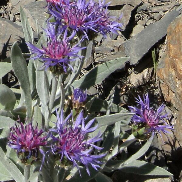 Centaurea Semidecurrens Care Guide: Water, Soil & Propagation - Plantiary