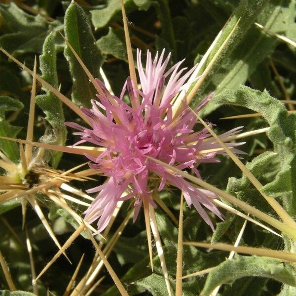 Centaurea Senegalensis Plant Care & How to Grow, Water
