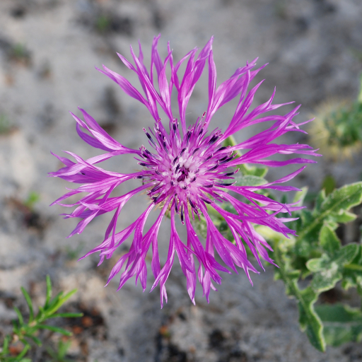 Centaurea Sphaerocephala Plant Care & How to Grow, Water