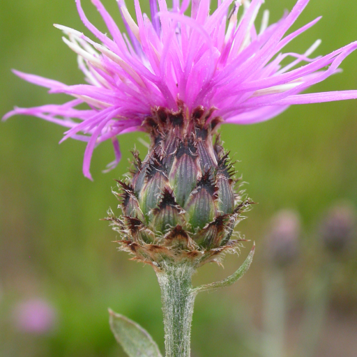 Spotted Knapweed (Centaurea Stoebe) Plant Care & How to Grow, Water