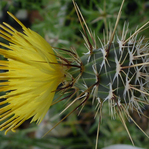 Sulphur Knapweed (Centaurea Sulphurea) Plant Care & How to Grow, Water