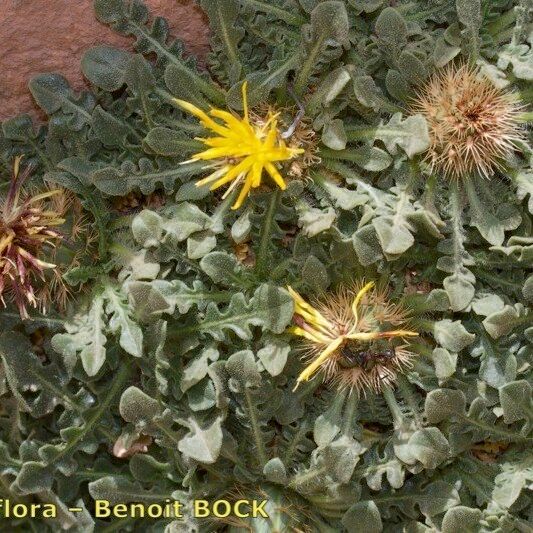 Centaurea Takredensis Care Guide: Water, Soil & Propagation - Plantiary