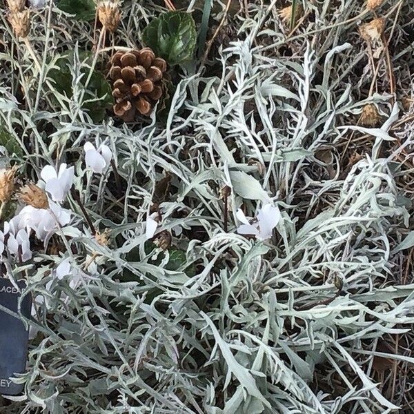 Centaurea Tenoreana Care Guide: Water, Soil & Propagation - Plantiary