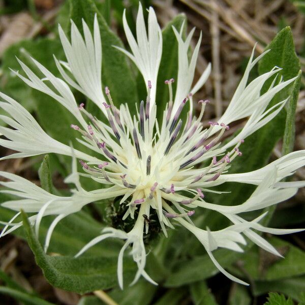 Centaurea Thirkei Care Guide: Water, Soil & Propagation - Plantiary