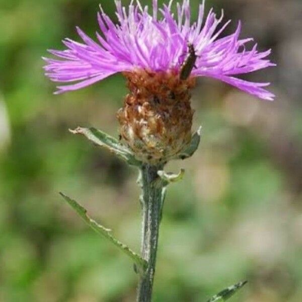 Hybrid Knapweed (Centaurea Thuillieri) Care Guide: Water, Soil ...