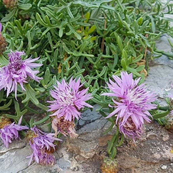 Centaurea Veneris Plant Care & How to Grow, Water