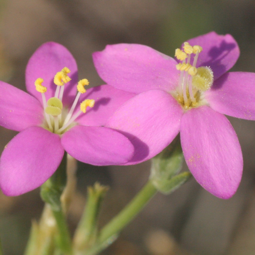 Seaside Centaury (Centaurium Littorale) Plant Care & How to Grow, Water