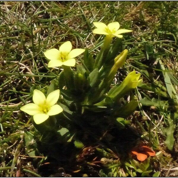 Yellow Centaury (Centaurium Maritimum) Plant Care & How to Grow, Water