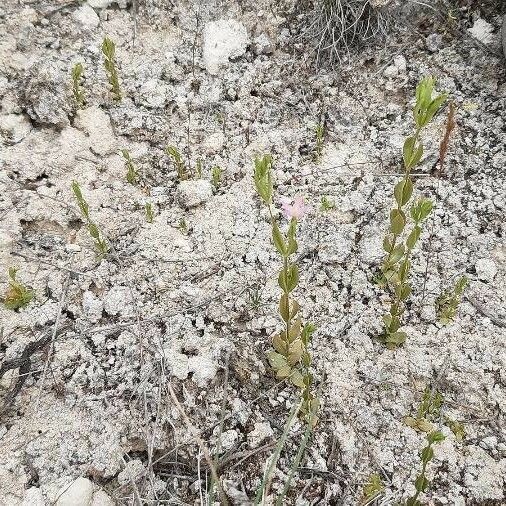 Centaurium Quadrifolium Plant Care & How to Grow, Water