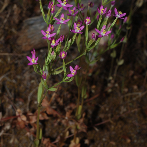 Centaurium Spicatum Plant Care & How to Grow, Water