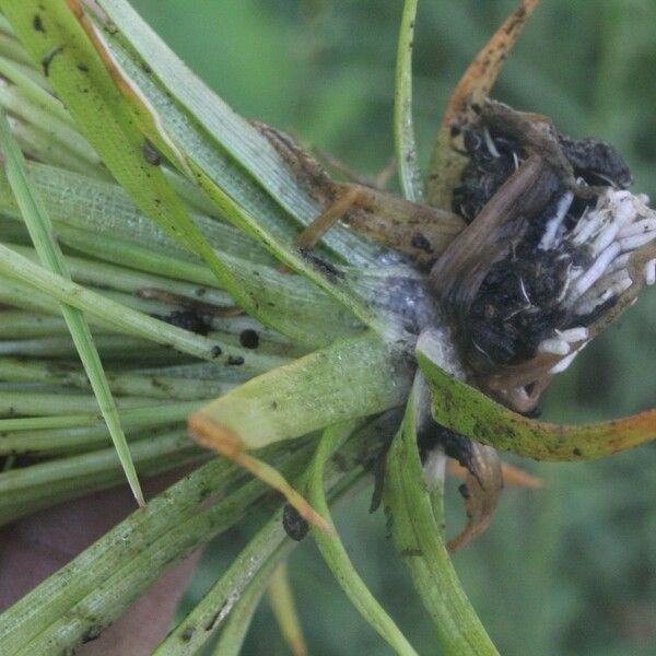 Erect Centella (Centella Erecta) Plant Care & How to Grow, Water