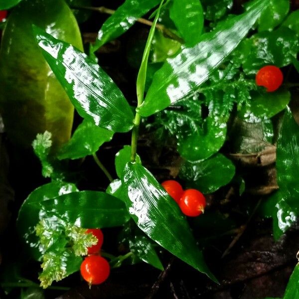 Barbed Grass (Centotheca Lappacea) Plant Care & How to Grow, Water