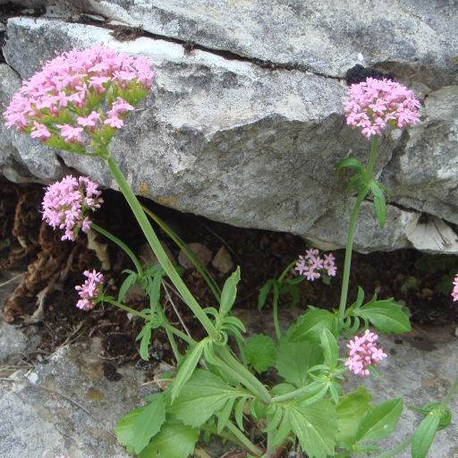 Centranthus Calcitrapa Plant Care & How to Grow, Water
