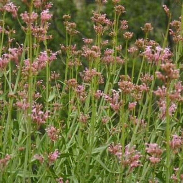 Long-Flowered Spur-Valerian (Centranthus Longiflorus) Care Guide: Water ...