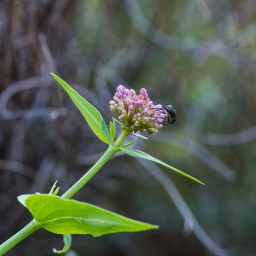 Red-Valerian (Centranthus Ruber) Plant Care & How to Grow, Water