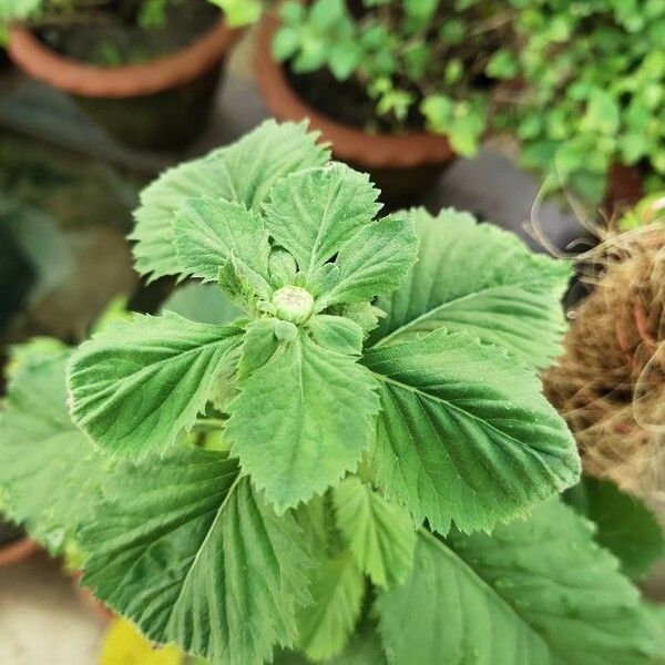 Lark Daisy (Centratherum Punctatum) Plant Care & How to Grow, Water