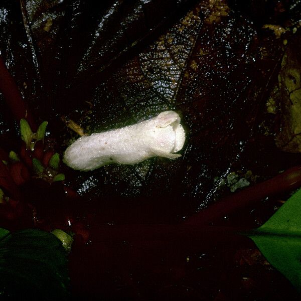 Centrosolenia Densa Care Guide: Water, Soil & Propagation - Plantiary