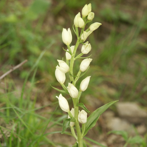 White Helleborine (Cephalanthera Damasonium) Care Guide: Water, Soil ...