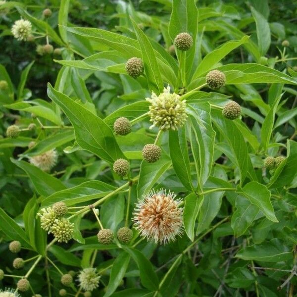 Cephalanthus Angustifolius Care Guide: Water, Soil & Propagation ...