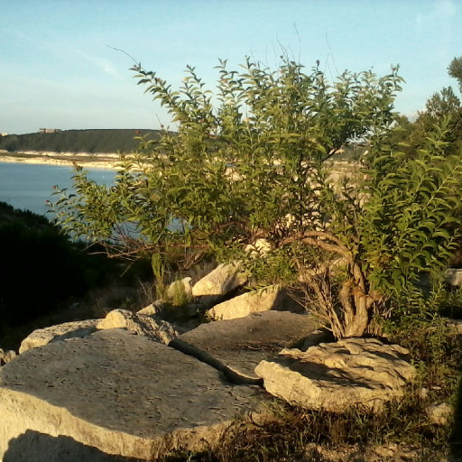 Common Buttonbush (Cephalanthus Occidentalis) Plant Care & How to Grow ...