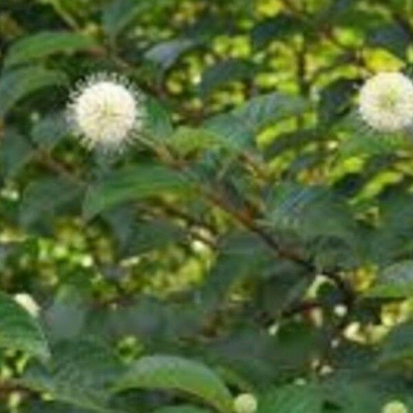 Cephalanthus Tetrandra Plant Care & How to Grow, Water